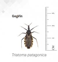 Triatominos argentinos - Geovin El proyecto de ciencia ciudadana